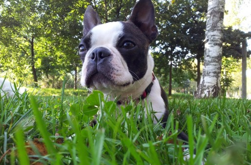 Boston Terrier Training and Care | Dog Remedy Beverly Hills